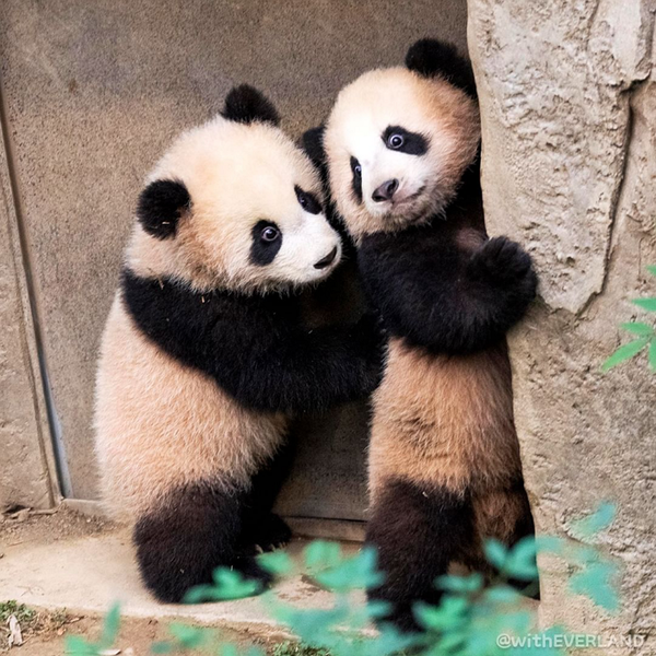 '푸바오 동생' 쌍둥이 판다 루이·후이, 오늘부터 실물 볼 수 있다